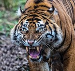 Daily Vocabulary Words 18 April 2023: Improve Your Vocab