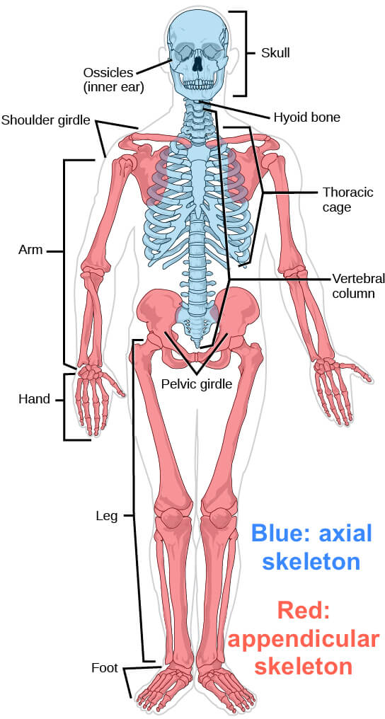 The Human Body The Human Body Organ Systems In Detail
