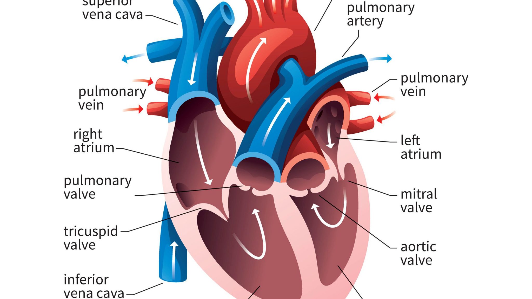 Study Notes On Human Heart For Govt Exam 2021 Study Notes On Human Heart For Govt Exam 2021