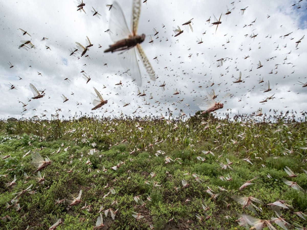 Pakistan declares national emergency to battle locust swarms