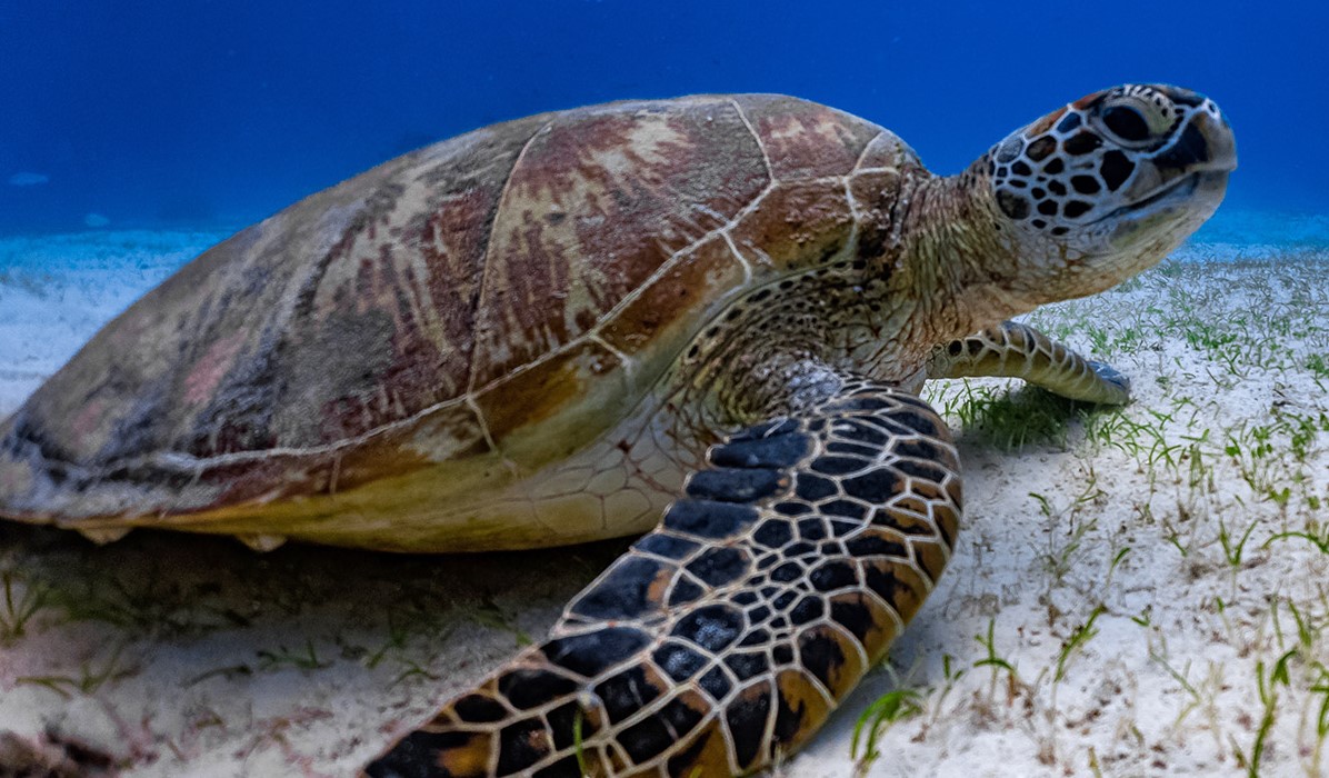 World Turtle Day celebrated on 23 May