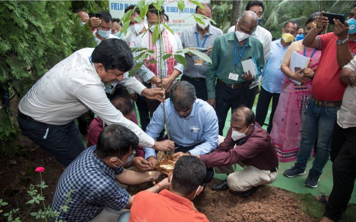 World's first-ever genetically modified rubber planted in Assam