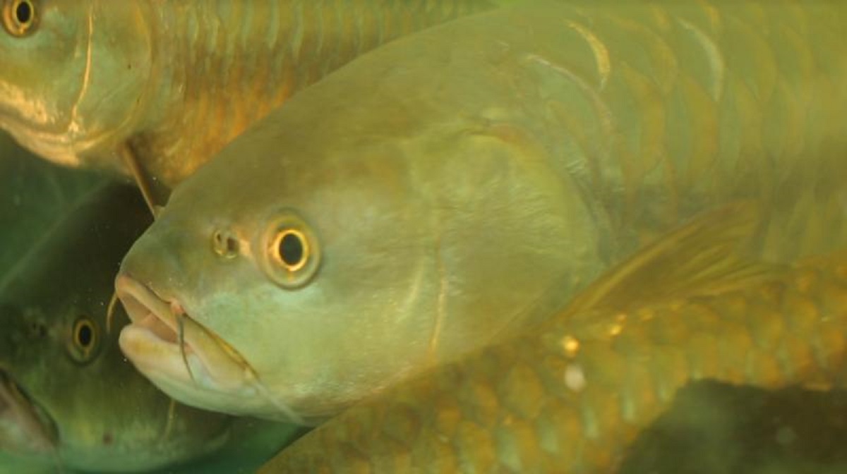 'Katley' declared as state fish of Sikkim