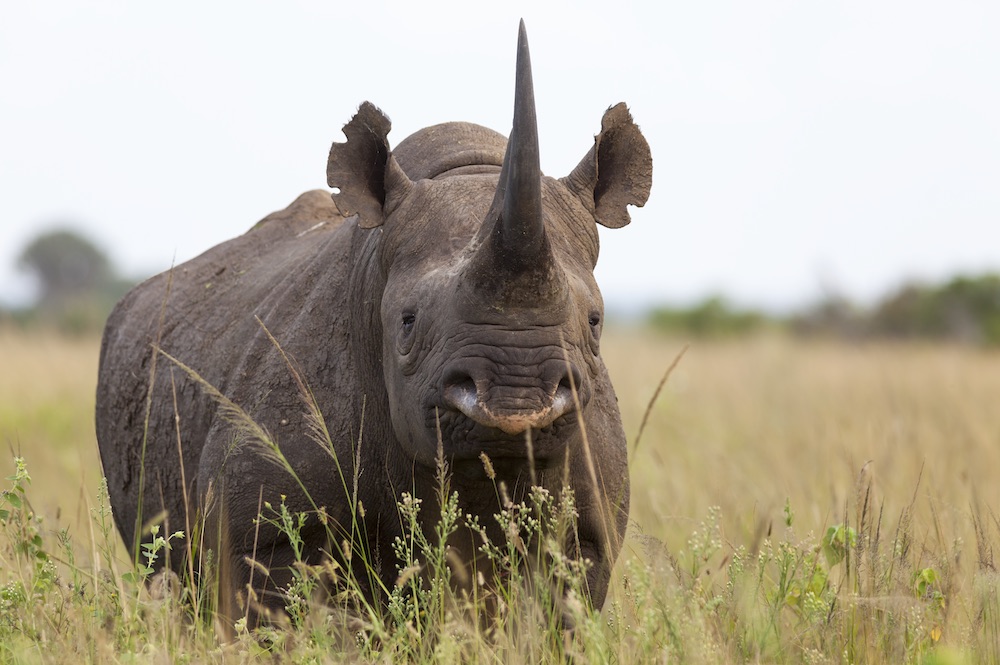 World Rhino Day observed on 22 September