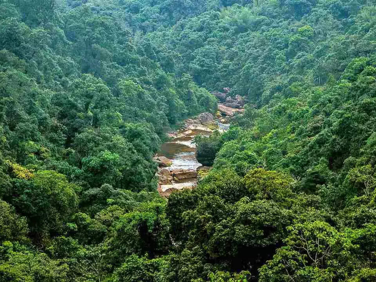 ISFR Report: India's forest & tree cover rose by 2,261 sq km in last 2 ...