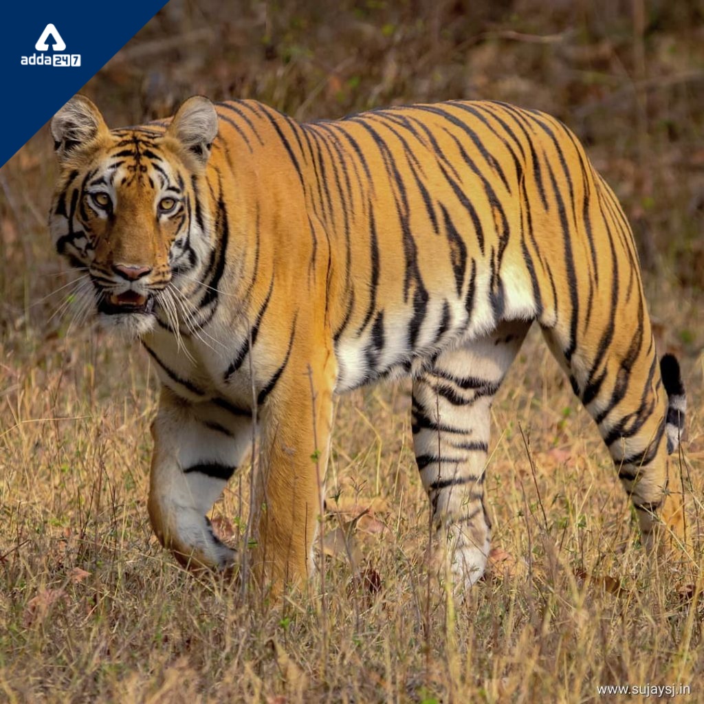Project Tiger Everything You Need To Know 2023 Project Tiger Everything You Need To Know 2023
