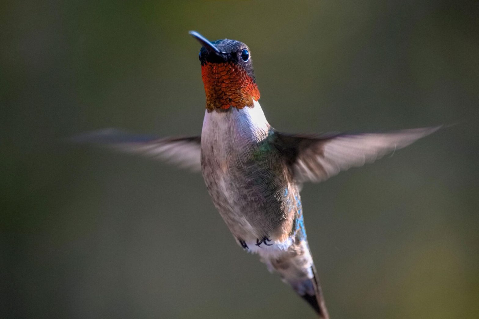 World Migratory Bird Day 2022 celebrates on 8th October