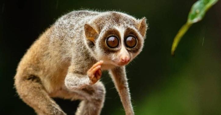 Nation's first slender loris habitat in Karur, Dindigul districts of ...