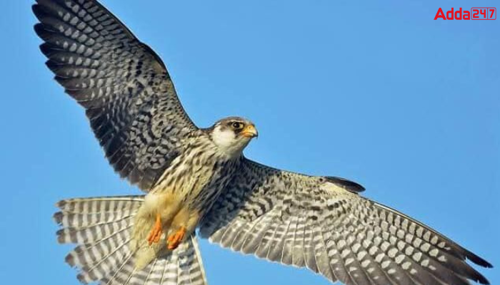 7th Edition of Amur Falcon Festival Celebrated in Manipur
