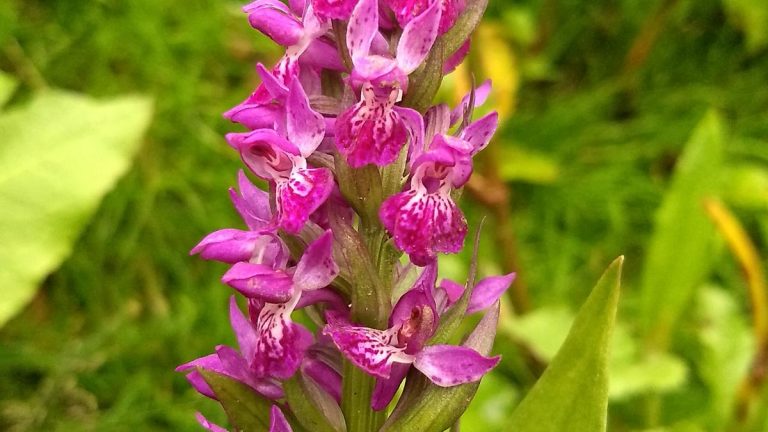 Three Himalayan medicinal plants enter IUCN Red List