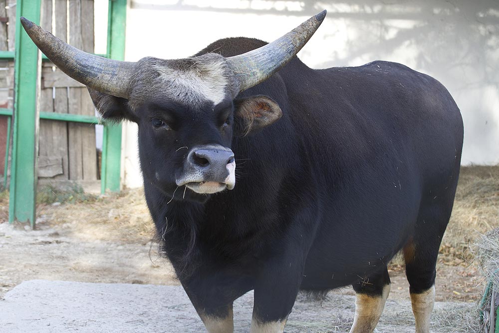 Northeast's mithun gets 'food animal' tag