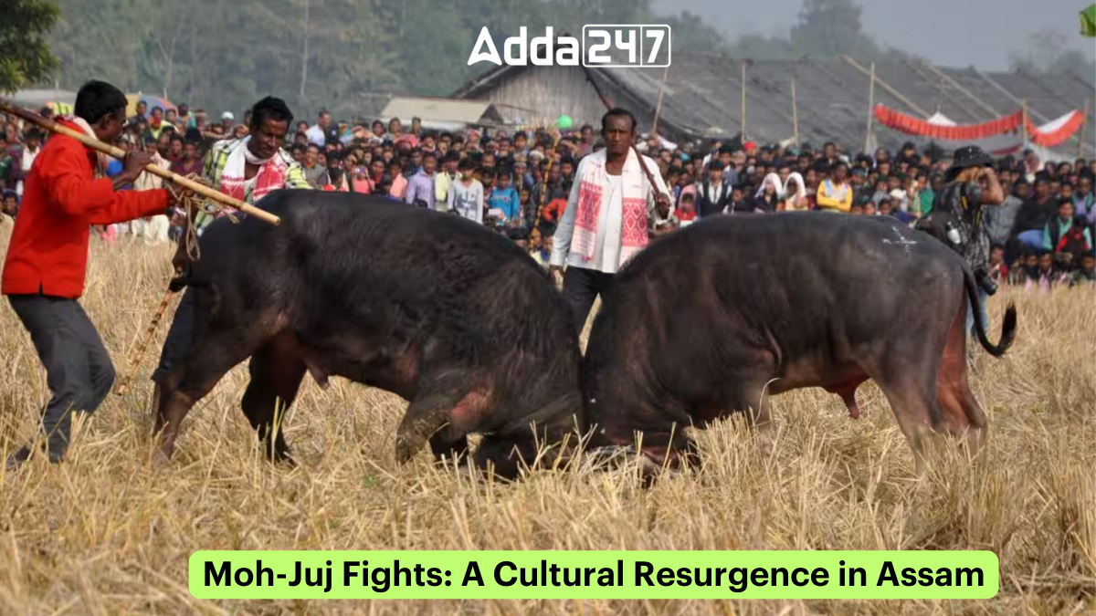 Moh-Juj Fights: A Cultural Resurgence in Assam