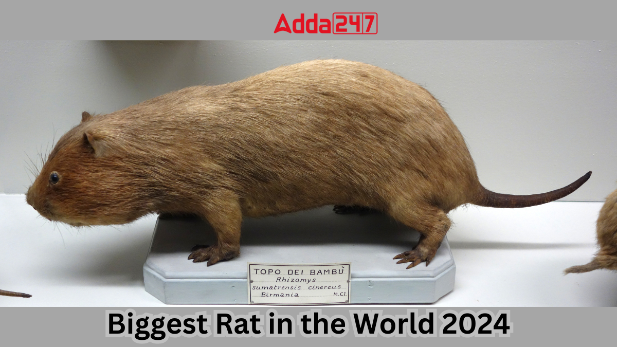 Biggest Rat in the World 2024, Know the Names of Top-10