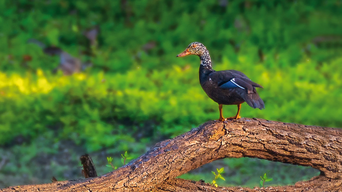 Which National Park is Known as the Last House of the White-Winged Wood ...